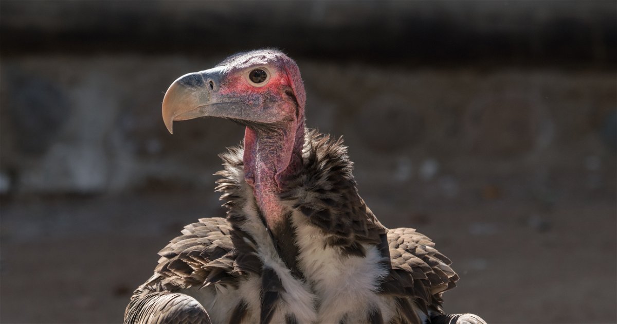 Endangered Animals of Cango Wildlife Ranch