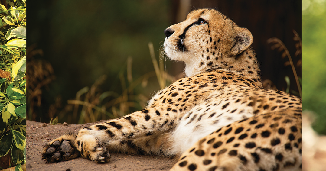 Attractions - Cango Wildlife Ranch