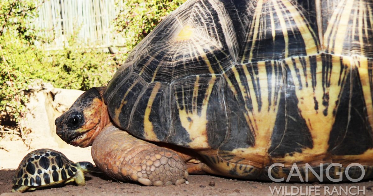 Since 1941 - Cango Wildlife