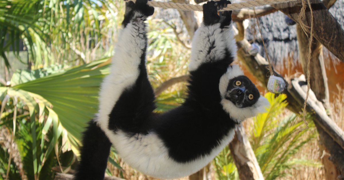 List of Species - Cango Wildlife