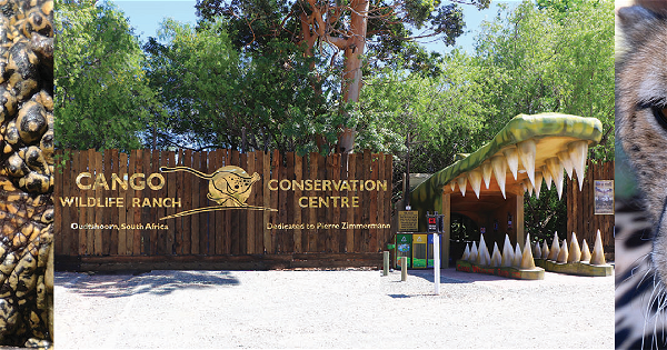 Latest News - Cango Wildlife Ranch