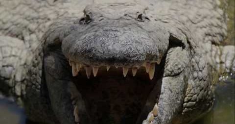 Croc-Feeding now open at Cango Wildlife Ranch! - Cango Wildlife Ranch