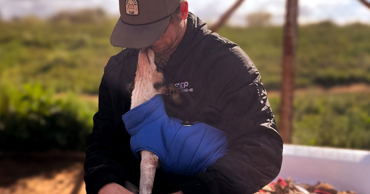 How a Dog Shelter in South Africa Changed the Way These Future Vets See ...