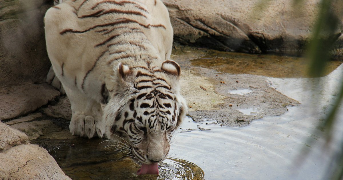 Animal Wish-list - Cango Wildlife Ranch