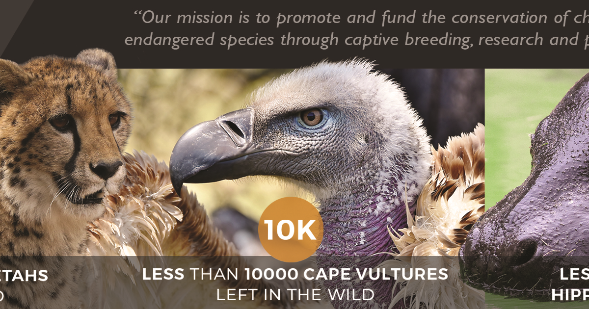 Conservation - Cango Wildlife Ranch