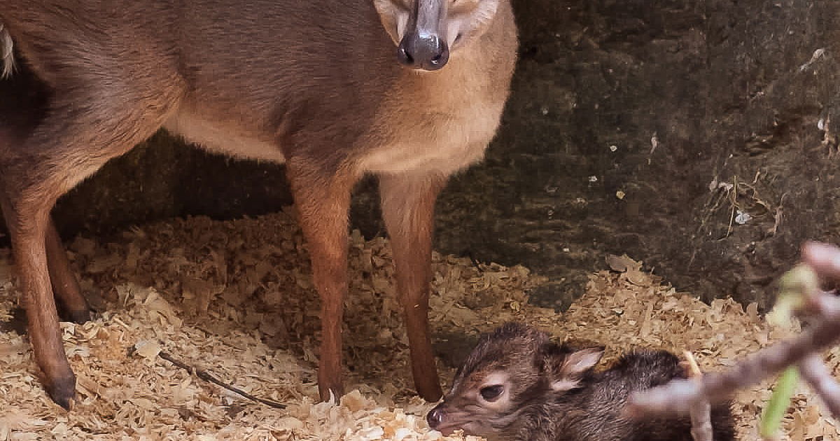 Little Blue Duiker - He or She? - Cango Wildlife Ranch