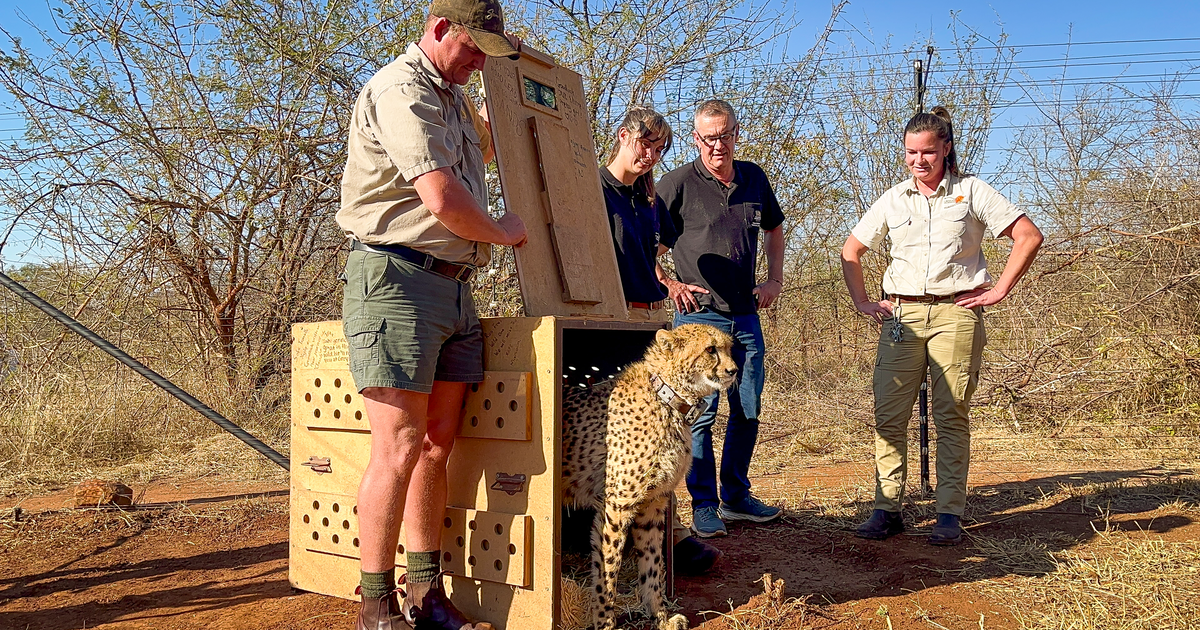 A Historic Milestone - The Release of Our First Cheetah - Cango ...