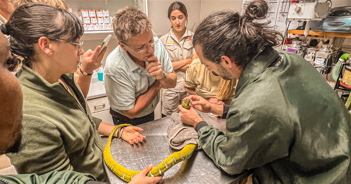 Wild Animal Volunteer Internships – Gain Hands-On Experience with the ...
