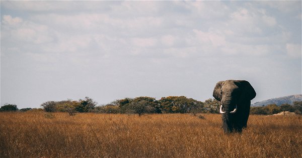 Sakabula Safaris and Tours - Offer complete destination management for ...