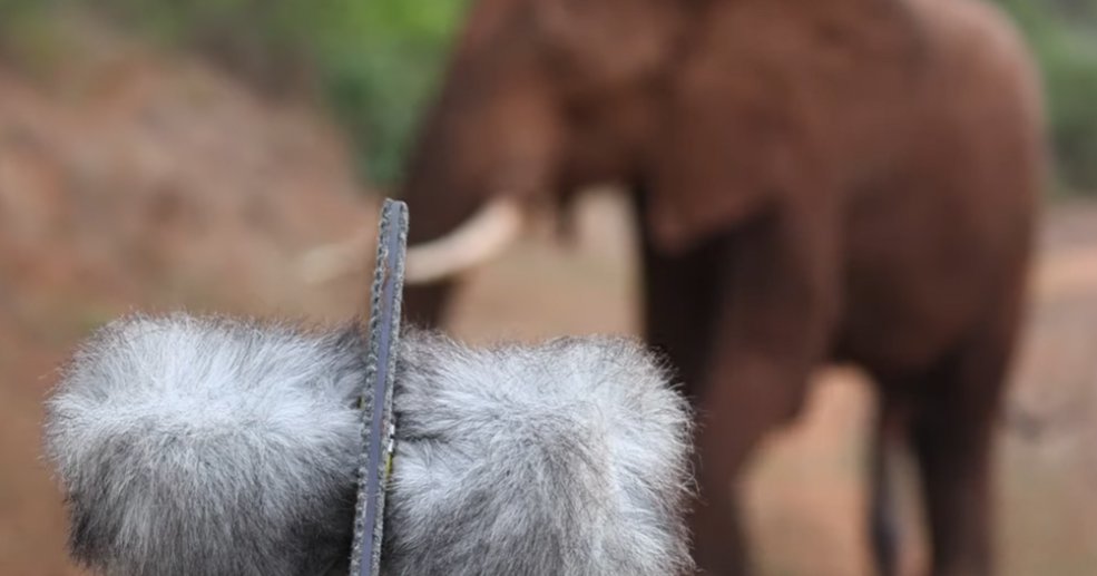 SOUND SAFARIS - Birding and Wildlife Safaris