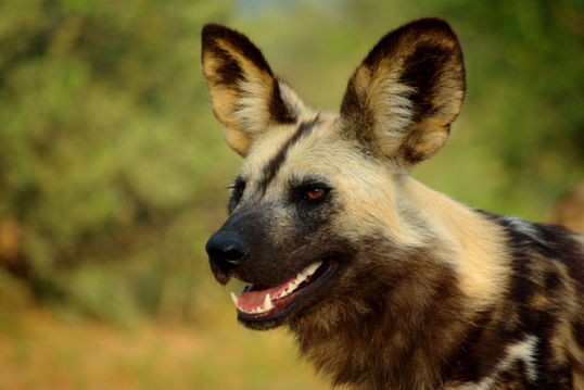 Budget Camping Safari to Zambia´s largest park- Kafue NP