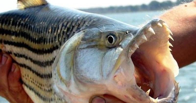 Special Offers - Sundowner Flyfishing Adventures