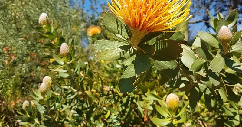 The magic of Fynbos & where to find it in the Banhoek Valley - De Zeven ...