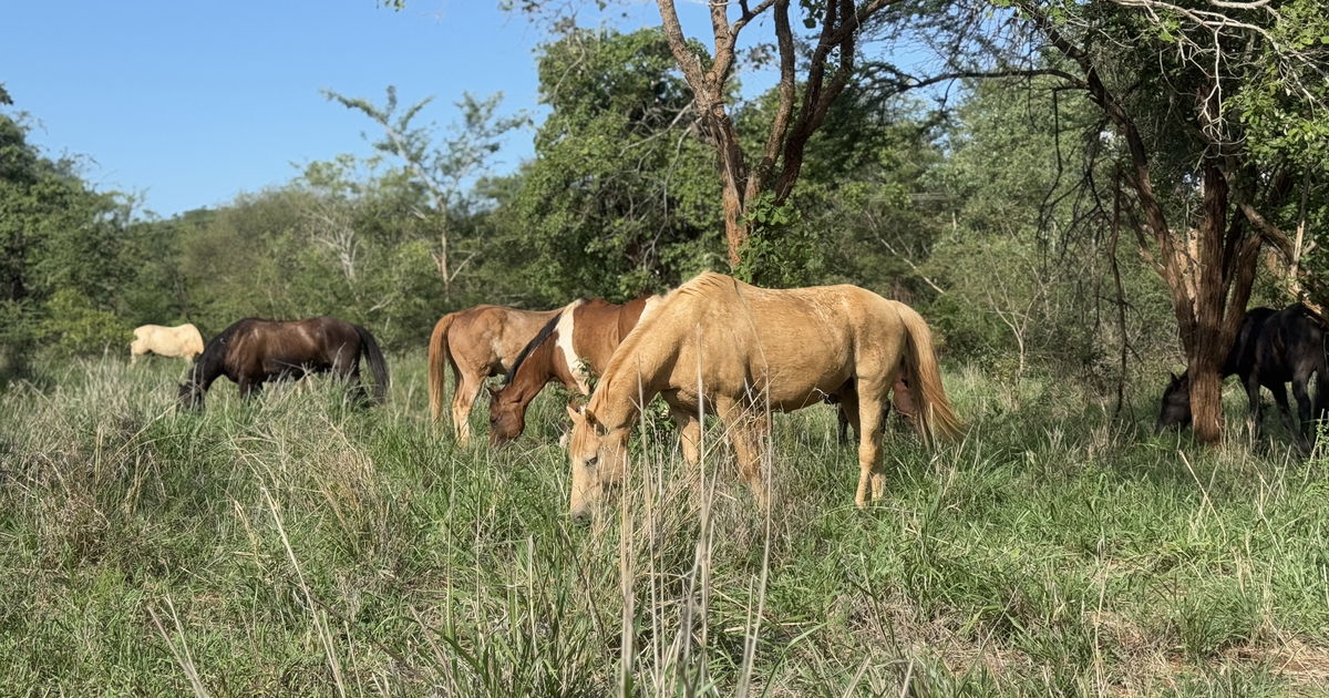 Meet our herd - Khaya Hanci Horse and Game Ranch