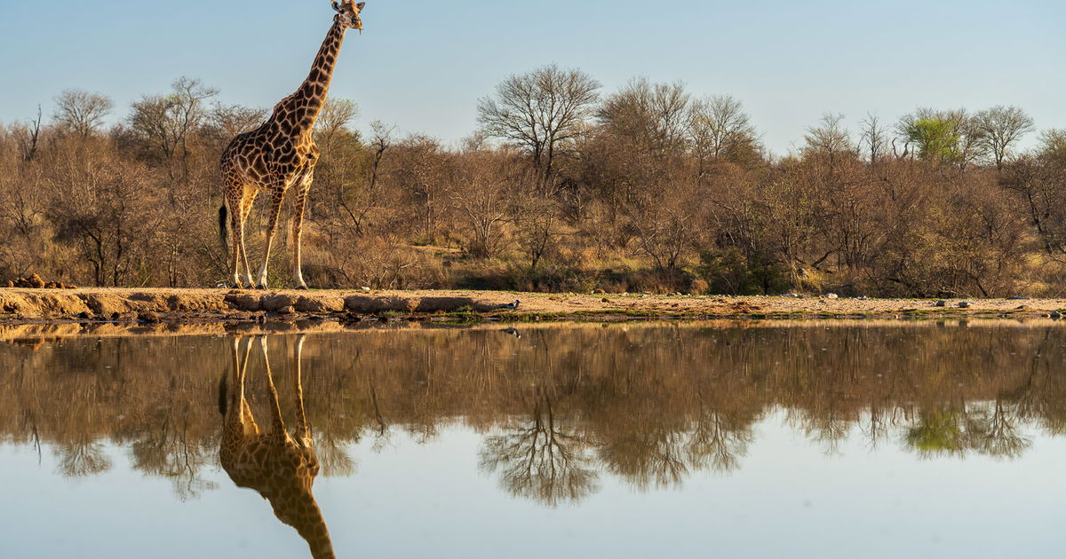 2025 | Exclusive Use Group Rates - Makumu Private Game Lodge