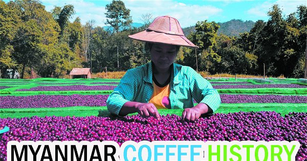 MYANMAR COFFEE HISTORY - Asian Tour Myanmar