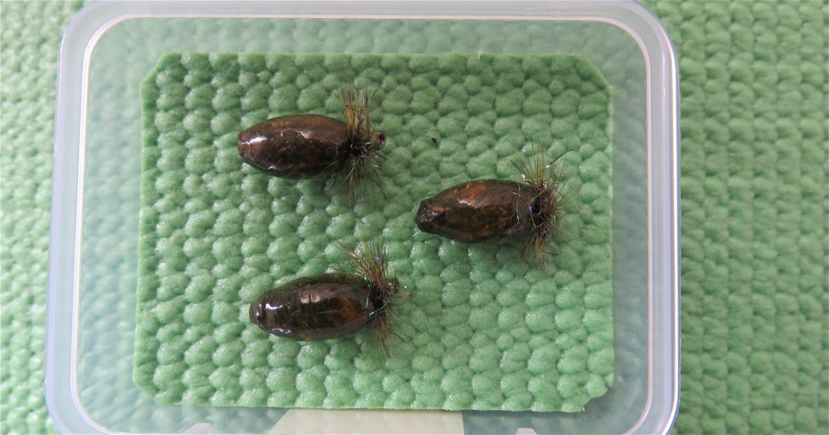 Floating Snail - Wild Fly Fishing in the Karoo