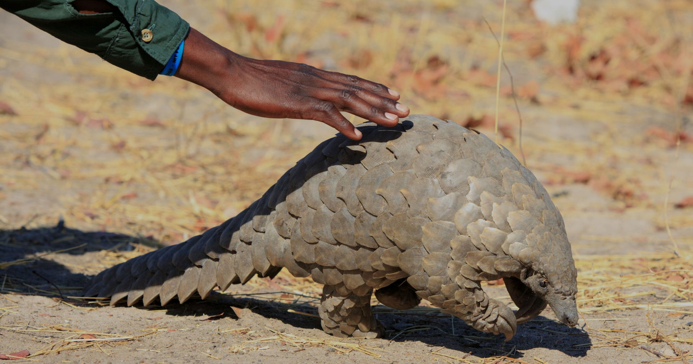 Pangolins in Kruger: Conservation of Nature’s Marvels