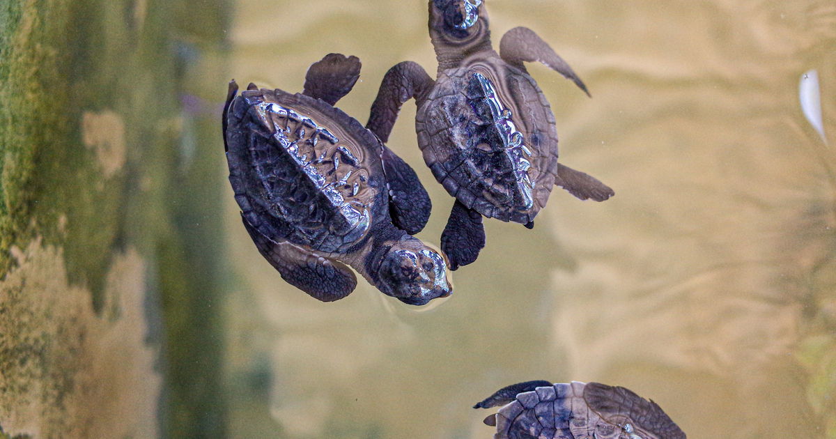 Turtles of Sodwana: Cracking the mystery of the “Lost Years”