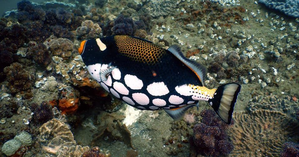 Diving bliss at Sodwana Bay Lodge