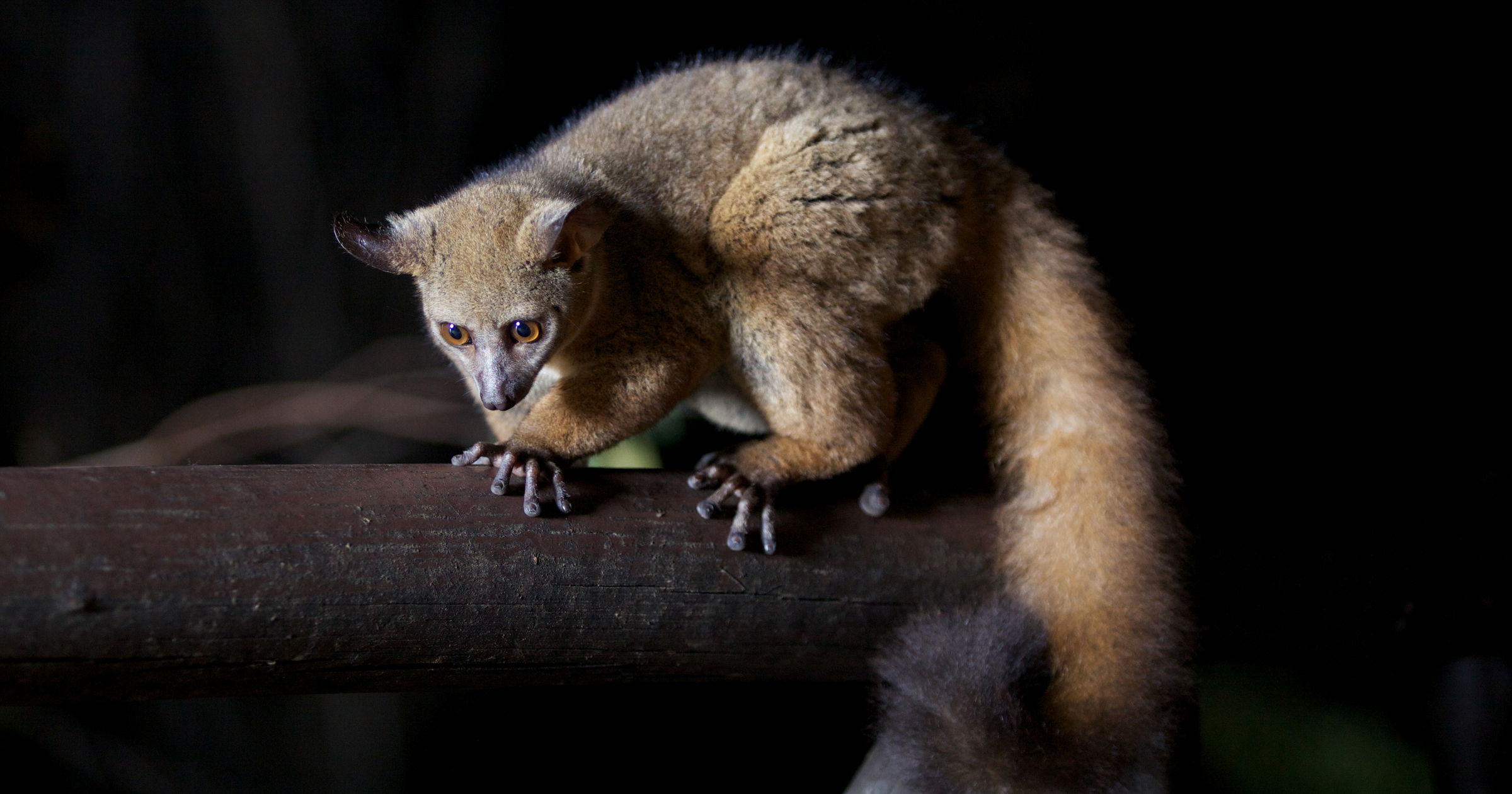 5 Most Underrated Animals Seen Around our Safari Lodges
