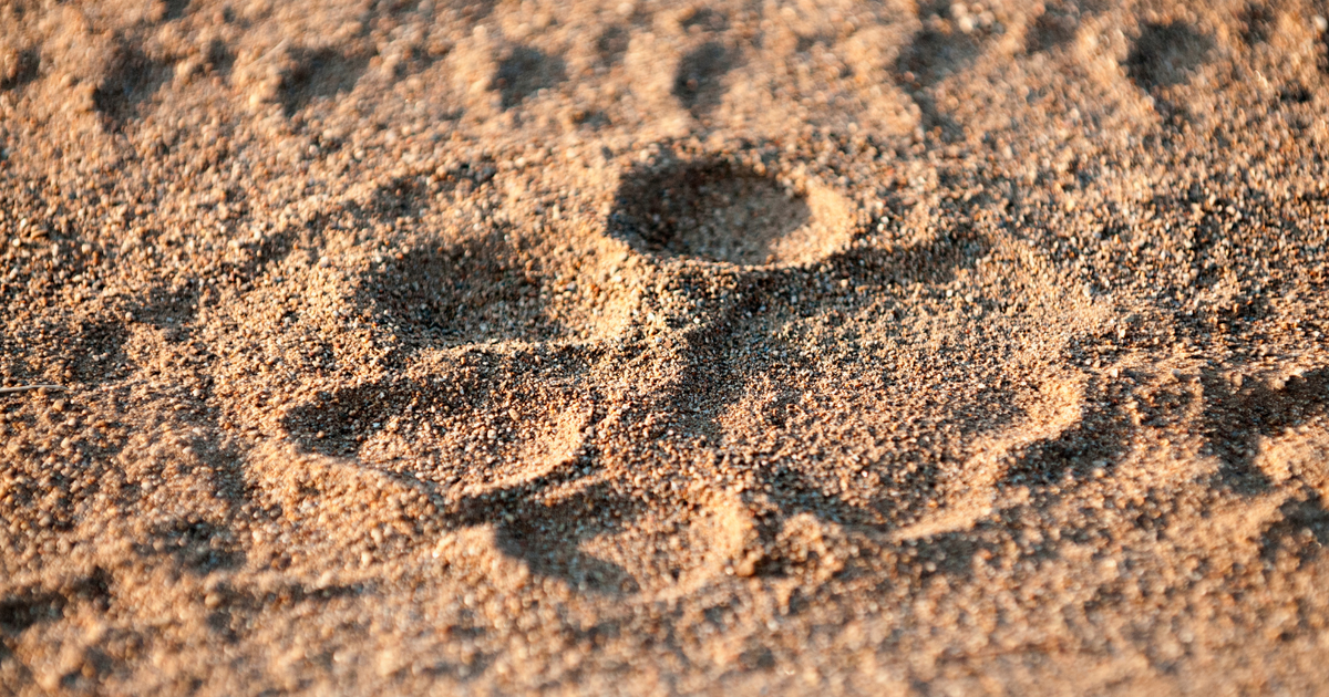 Track and Sign: How Do You Find Animals in the Wild? - Klaserie Drift ...