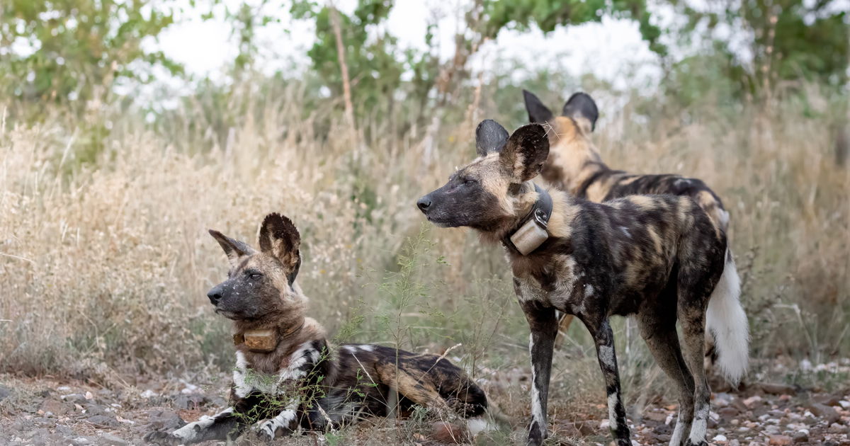 Predator Showdown: Wild Dogs, a Leopard, and the Battle for a Kill ...