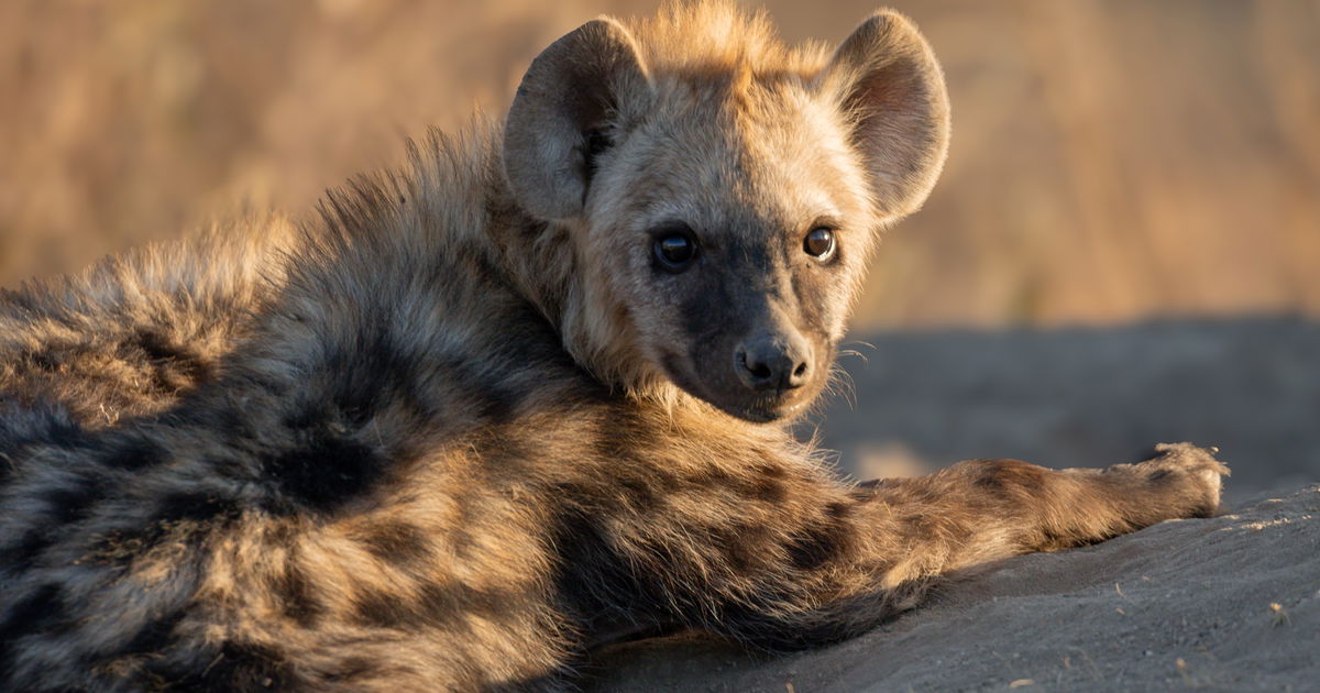 Inside the Hyena Den: A Rare Glimpse Into Africa’s Superhero Mothers ...