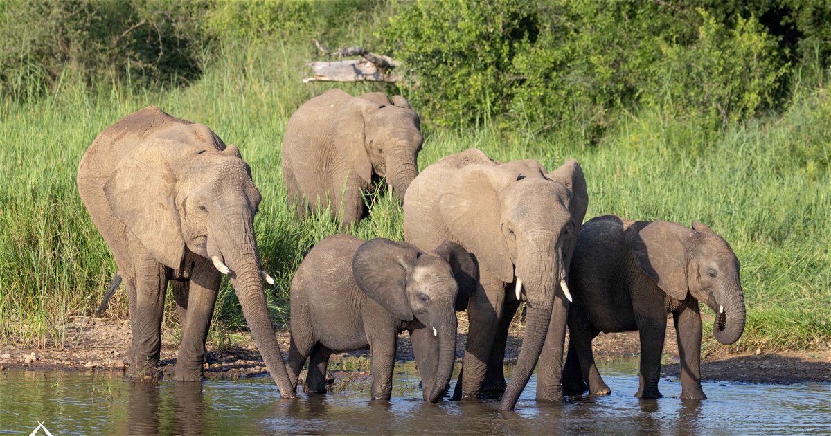 Elephant families and the rise of multi-generational safaris - Klaserie ...